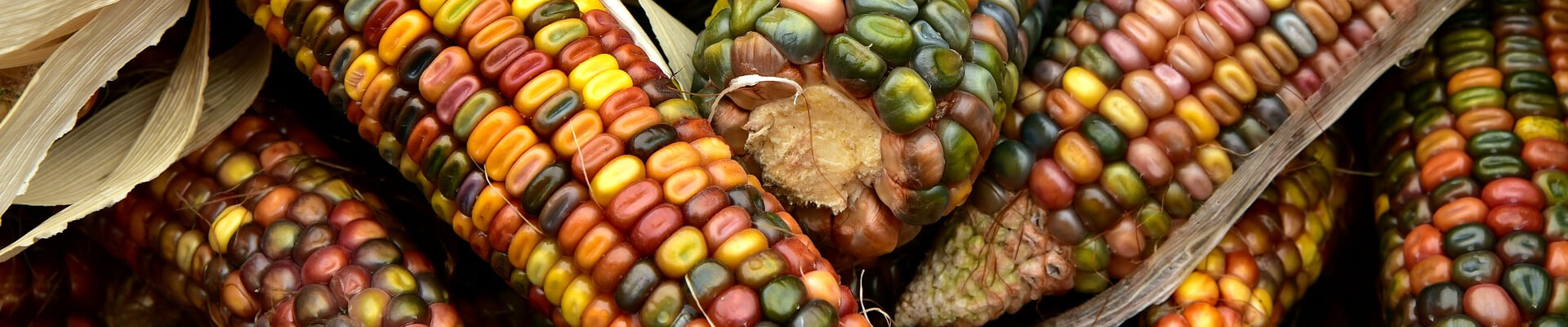 Tortilleria Zepeda: Product and Purpose Wrapped Into One