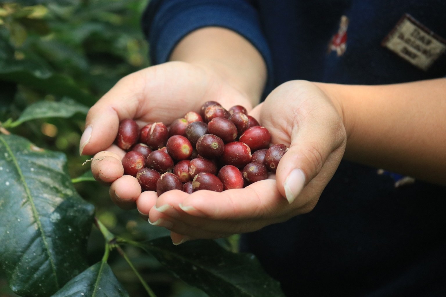 Rekindling a Community’s Passion for Philippine Coffee